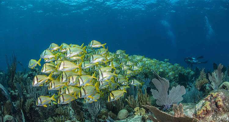 Cancun Double Reef Dive — Two Reef Dives in One Trip | MUSA